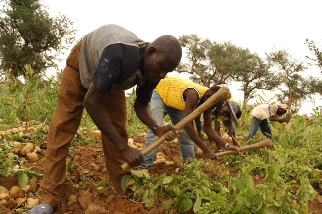 Les agricultures paysannes, une opportunité pour le climat