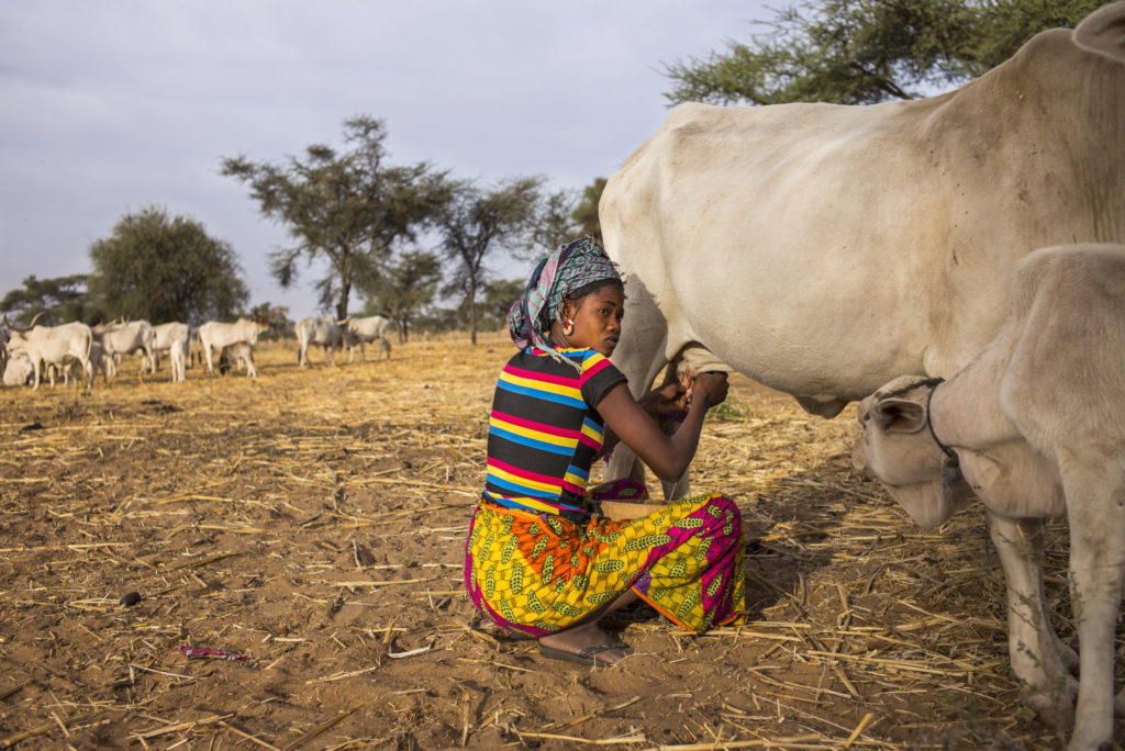Local ou importé : quelle est l’option la plus durable pour le lait au ...
